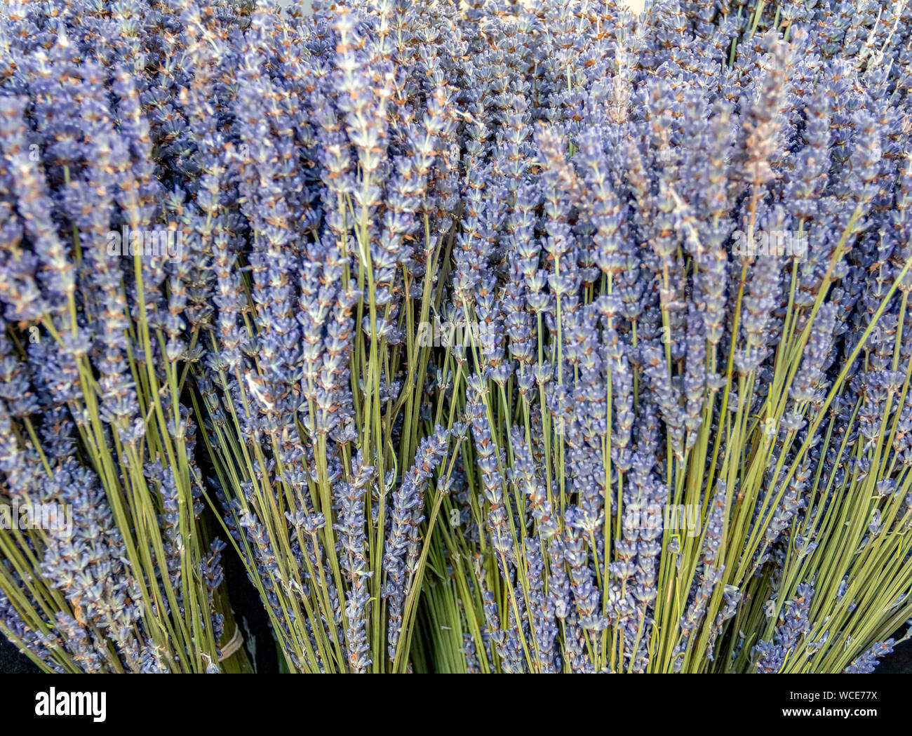 Lavender stalk hi-res stock photography and images - Alamy