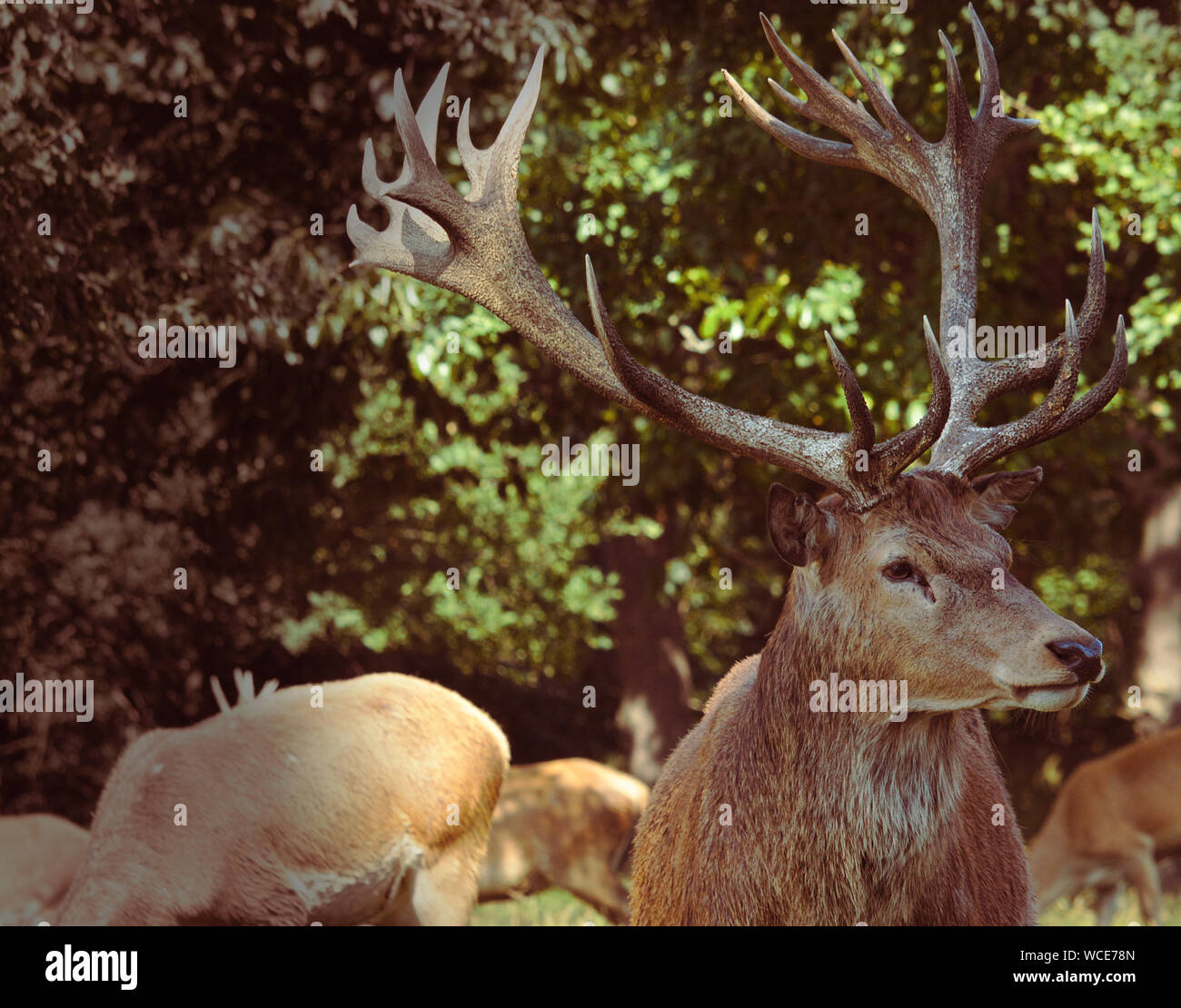 Deer in England Stock Photo - Alamy