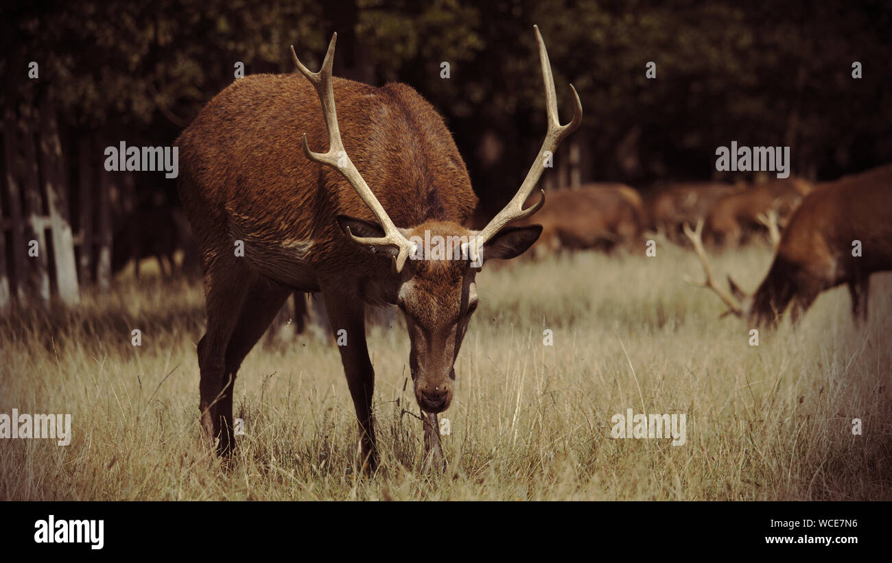 Deer in England Stock Photo - Alamy