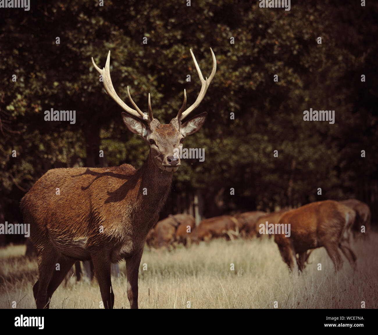 Deer in England Stock Photo - Alamy