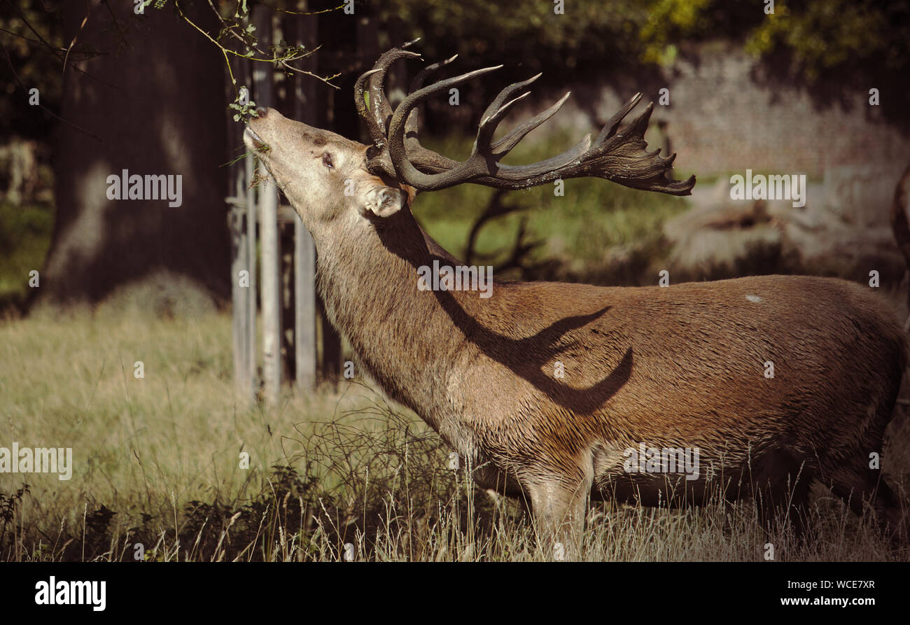 Deer in England Stock Photo - Alamy
