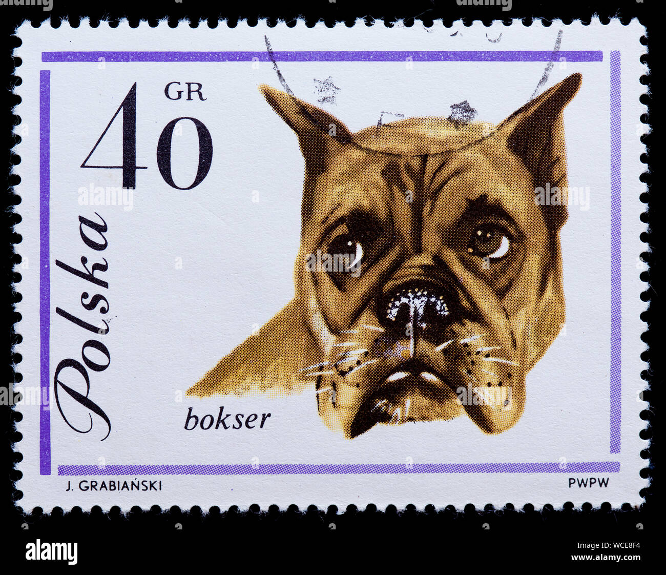 Canis lupus familiaris boxer hi-res stock photography and images - Alamy