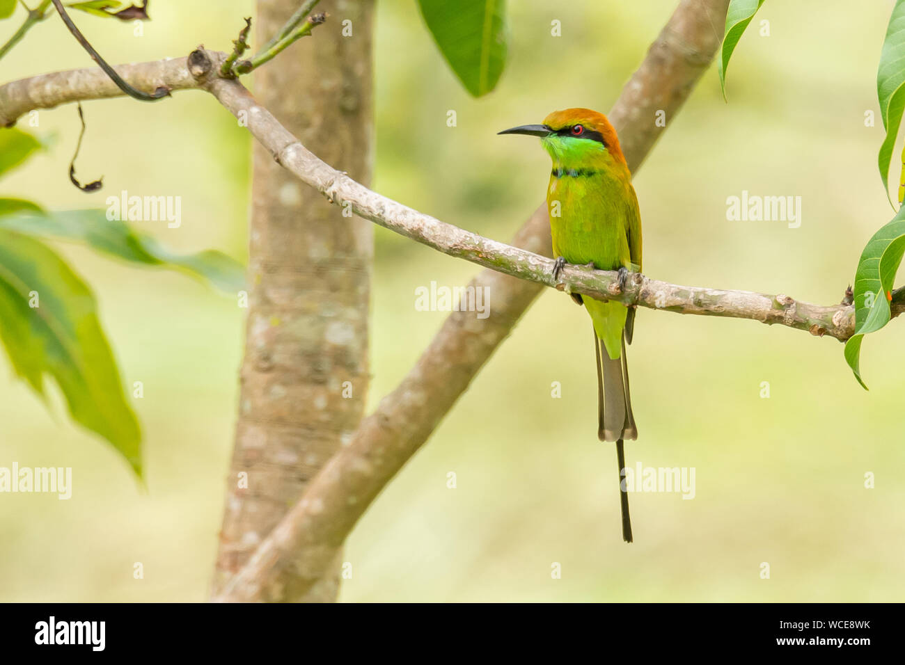 Bird on mango tree hi-res stock photography and images - Alamy