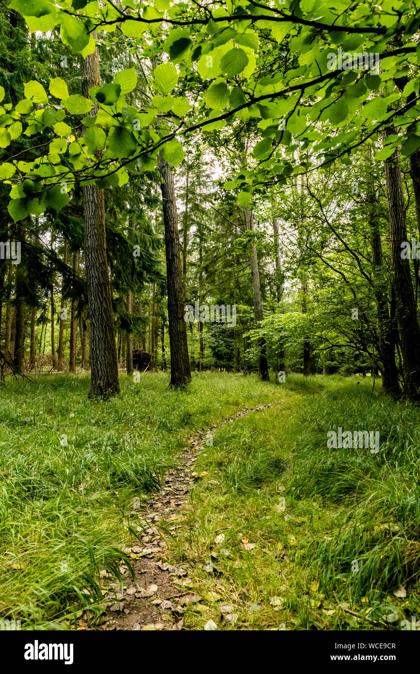 Foot path and hiking trail in european forest. Beautiful natural ...