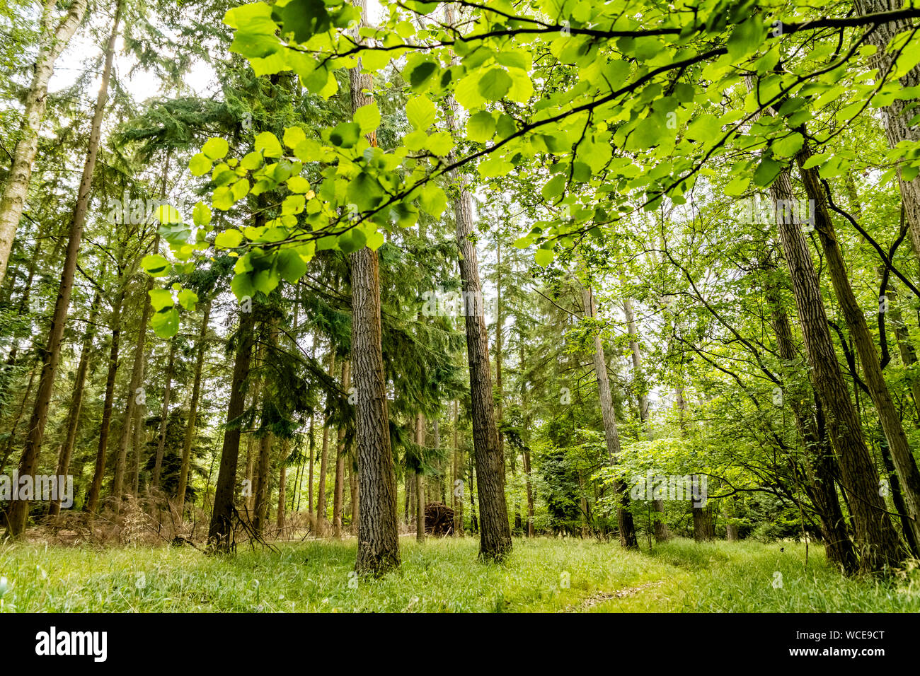 Foot path and hiking trail in european forest. Beautiful natural ...