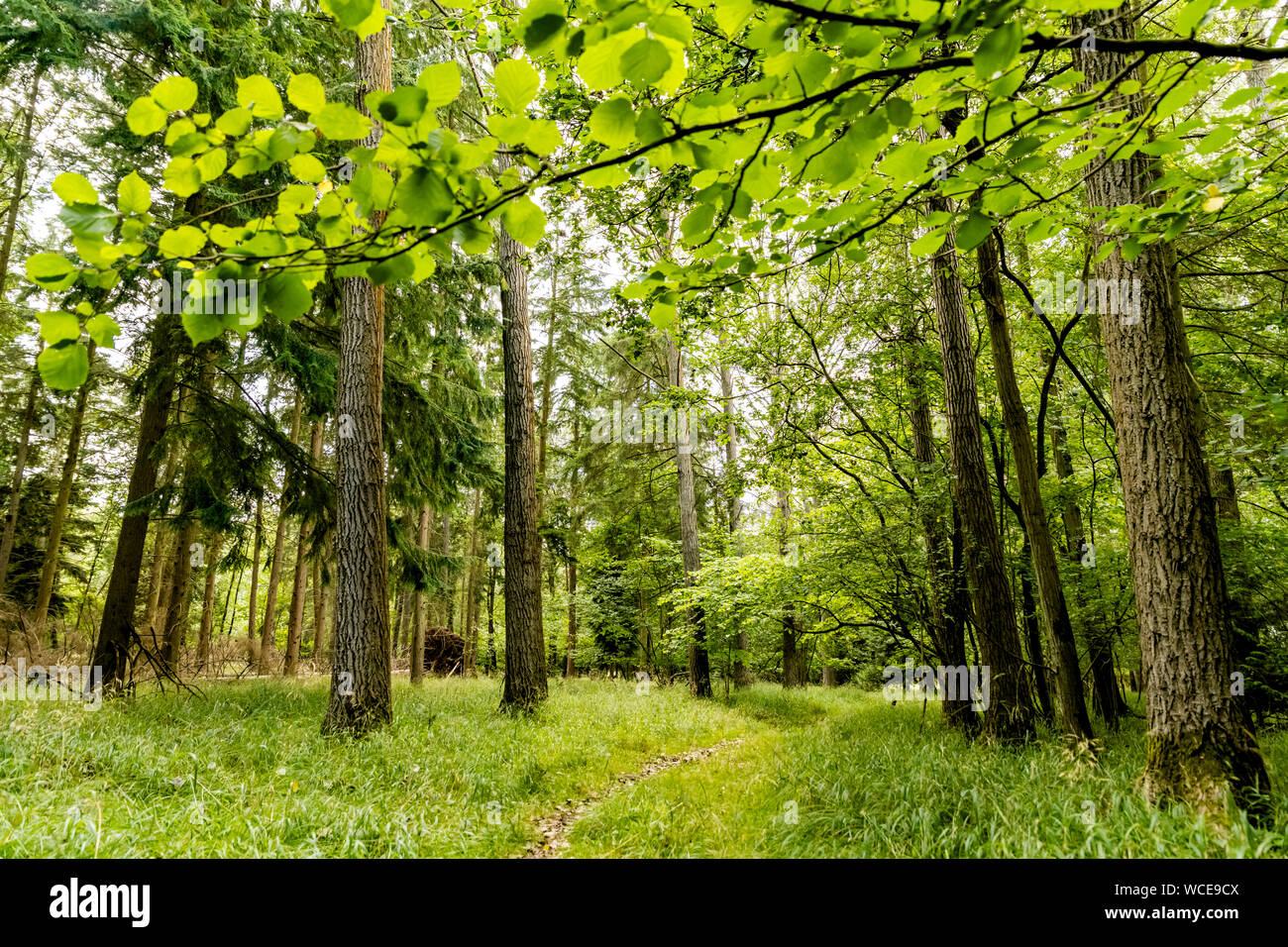 Foot path and hiking trail in european forest. Beautiful natural ...