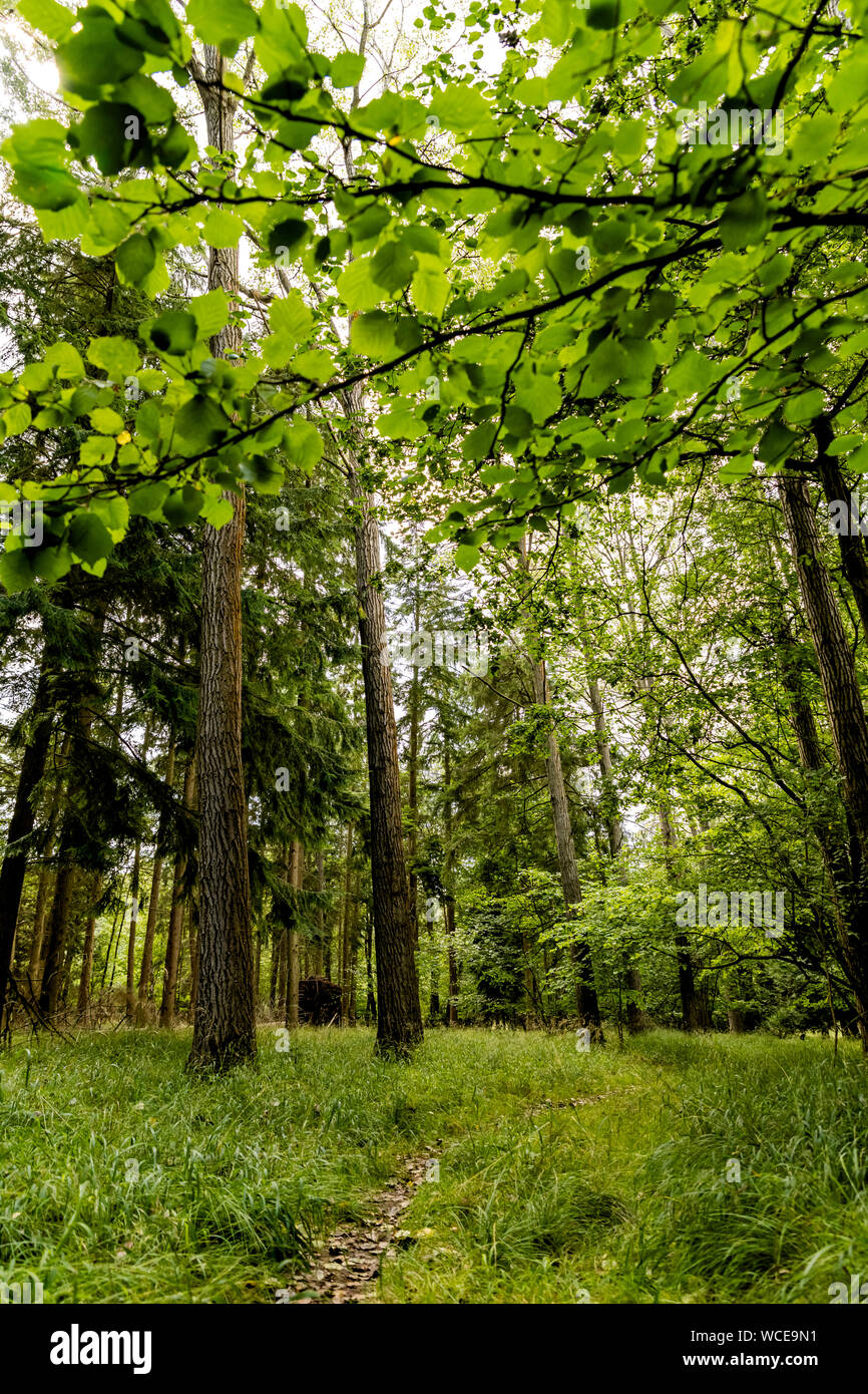 Foot path and hiking trail in european forest. Beautiful natural ...