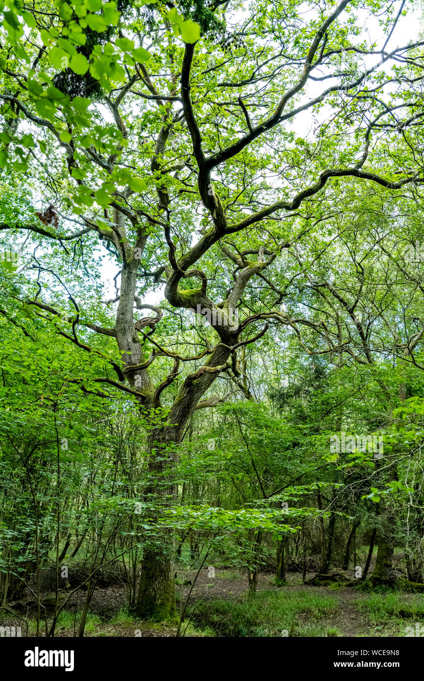 Beech tree in european forest. Native UK species and habitat. Beautiful ...