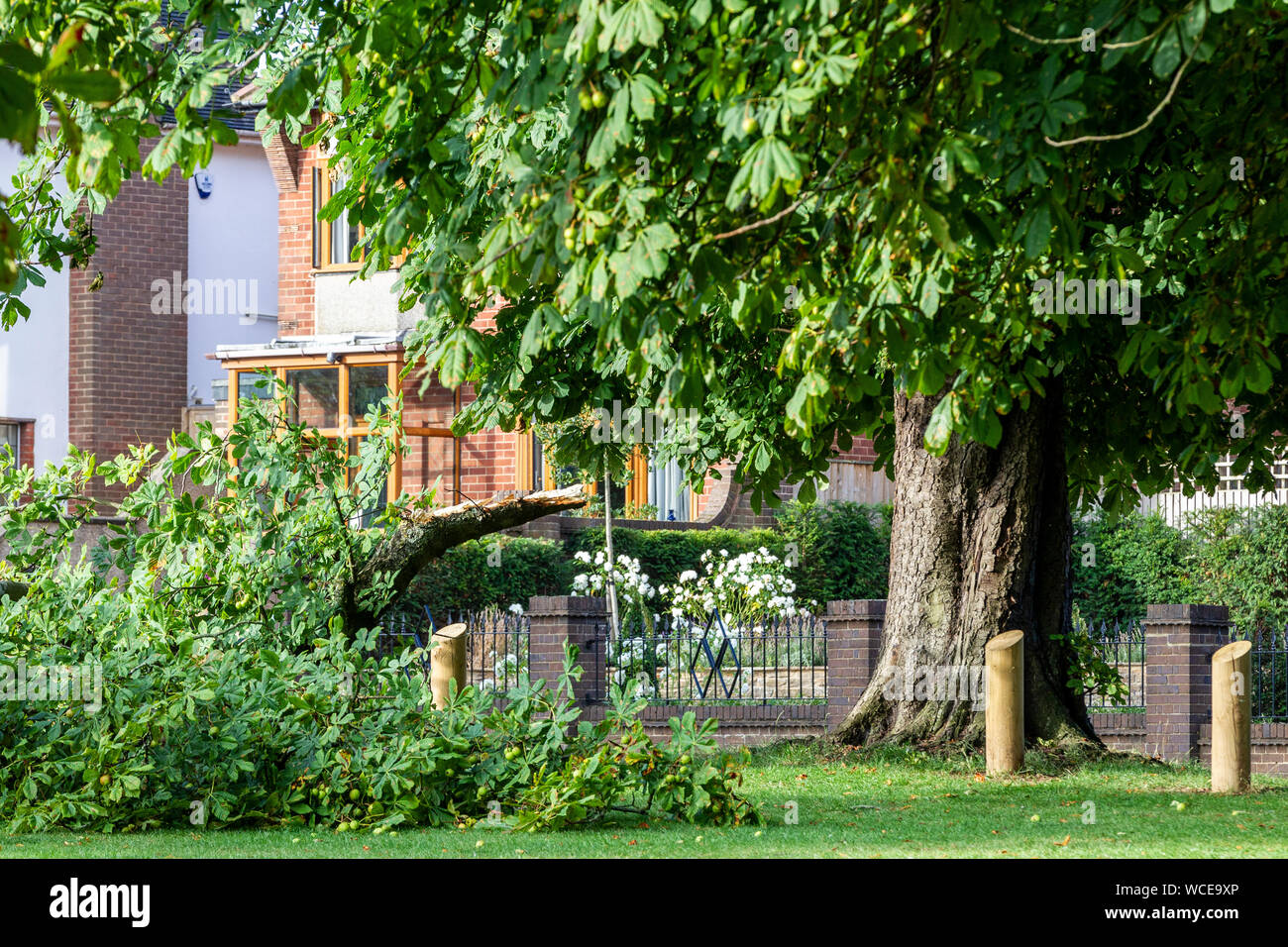 Snapped branch hi-res stock photography and images - Alamy