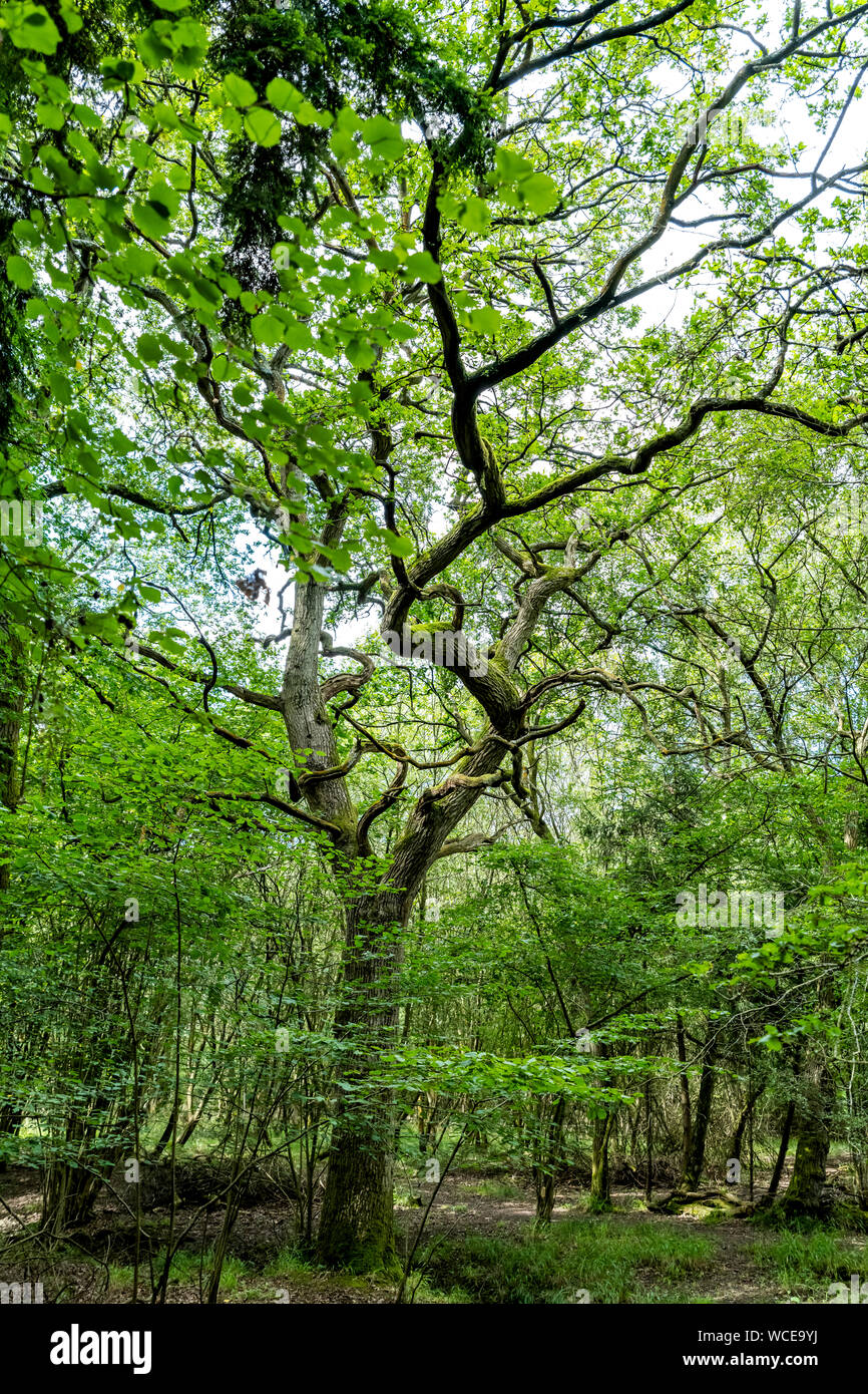 Beech tree in european forest. Native UK species and habitat. Beautiful ...