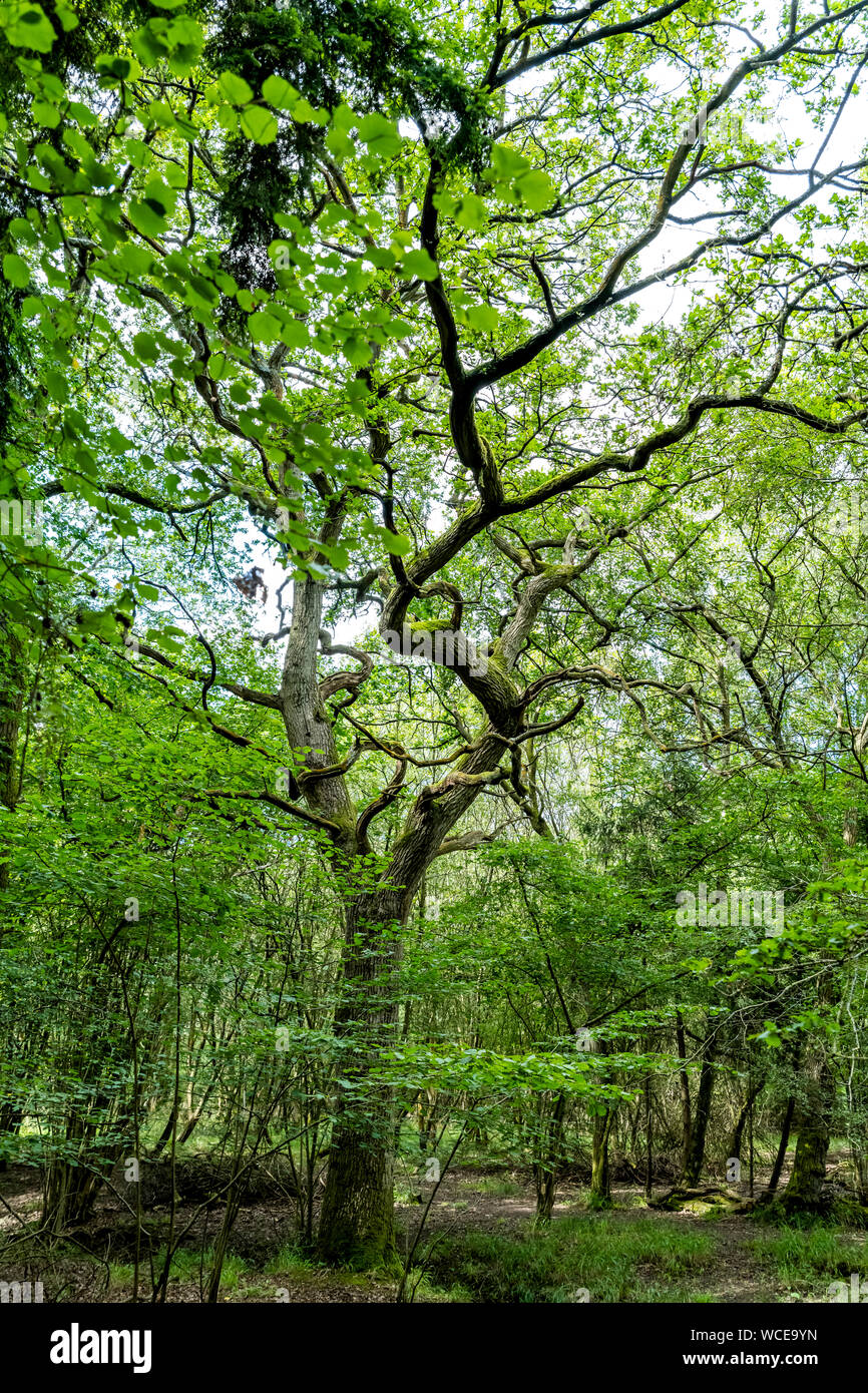 Beech tree in european forest. Native UK species and habitat. Beautiful ...