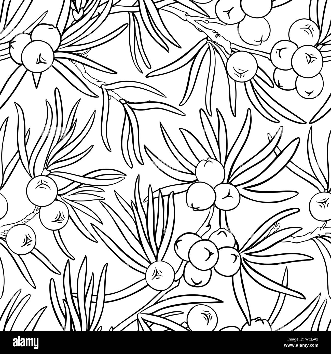 juniper vector pattern on white background Stock Vector Image & Art - Alamy