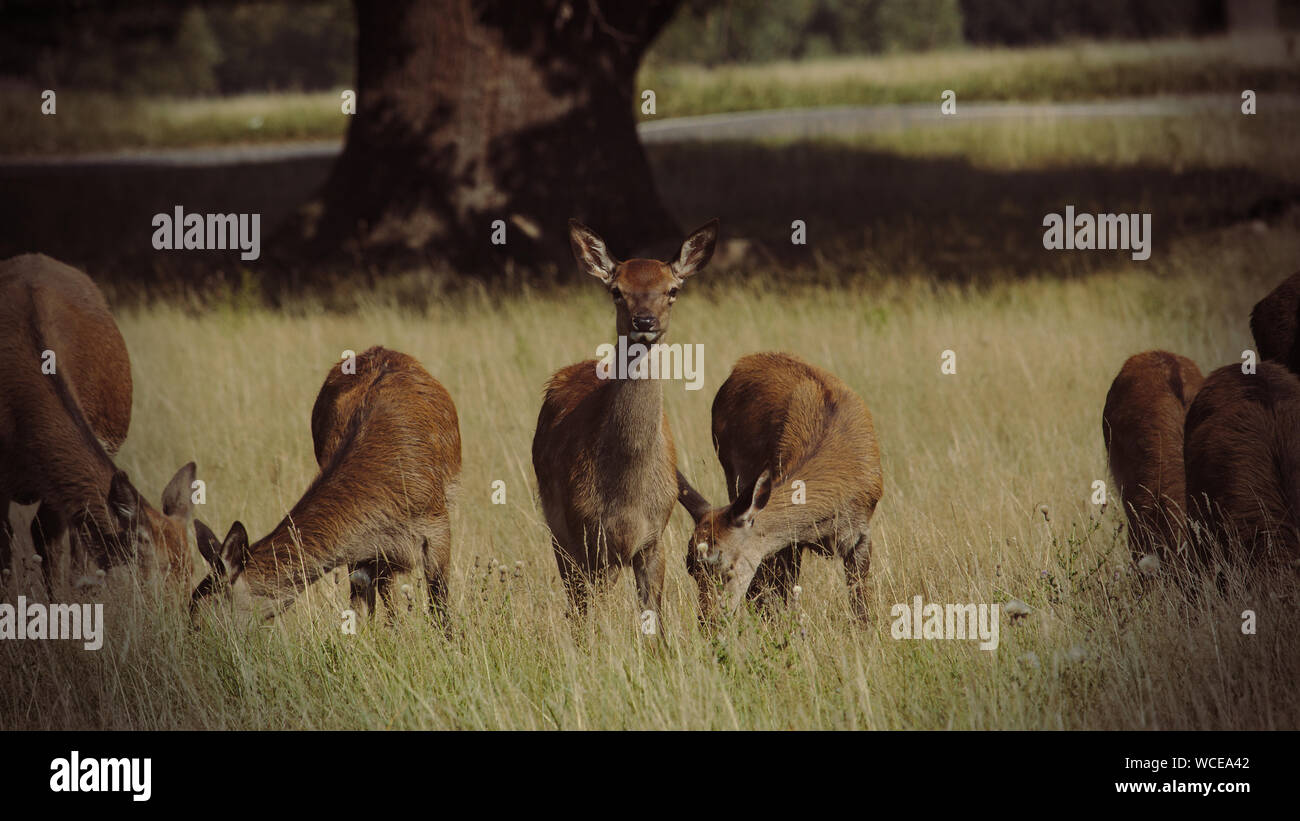 Deer in England Stock Photo - Alamy