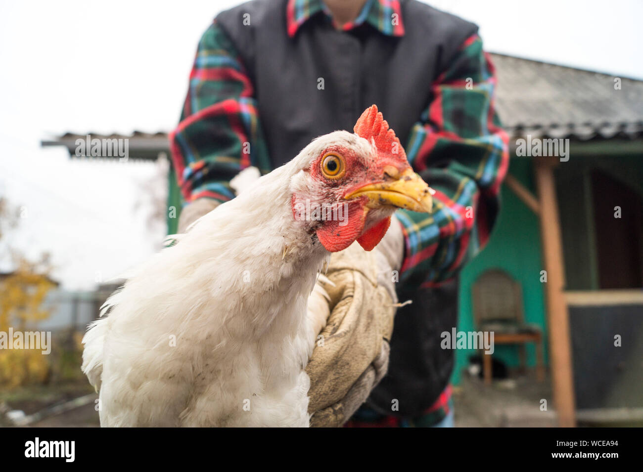 Person holding rooster hi-res stock photography and images - Alamy