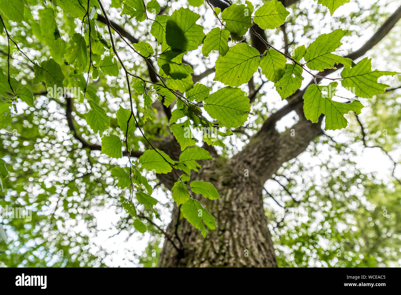 Beech tree in european forest. Native UK species and habitat. Beautiful ...
