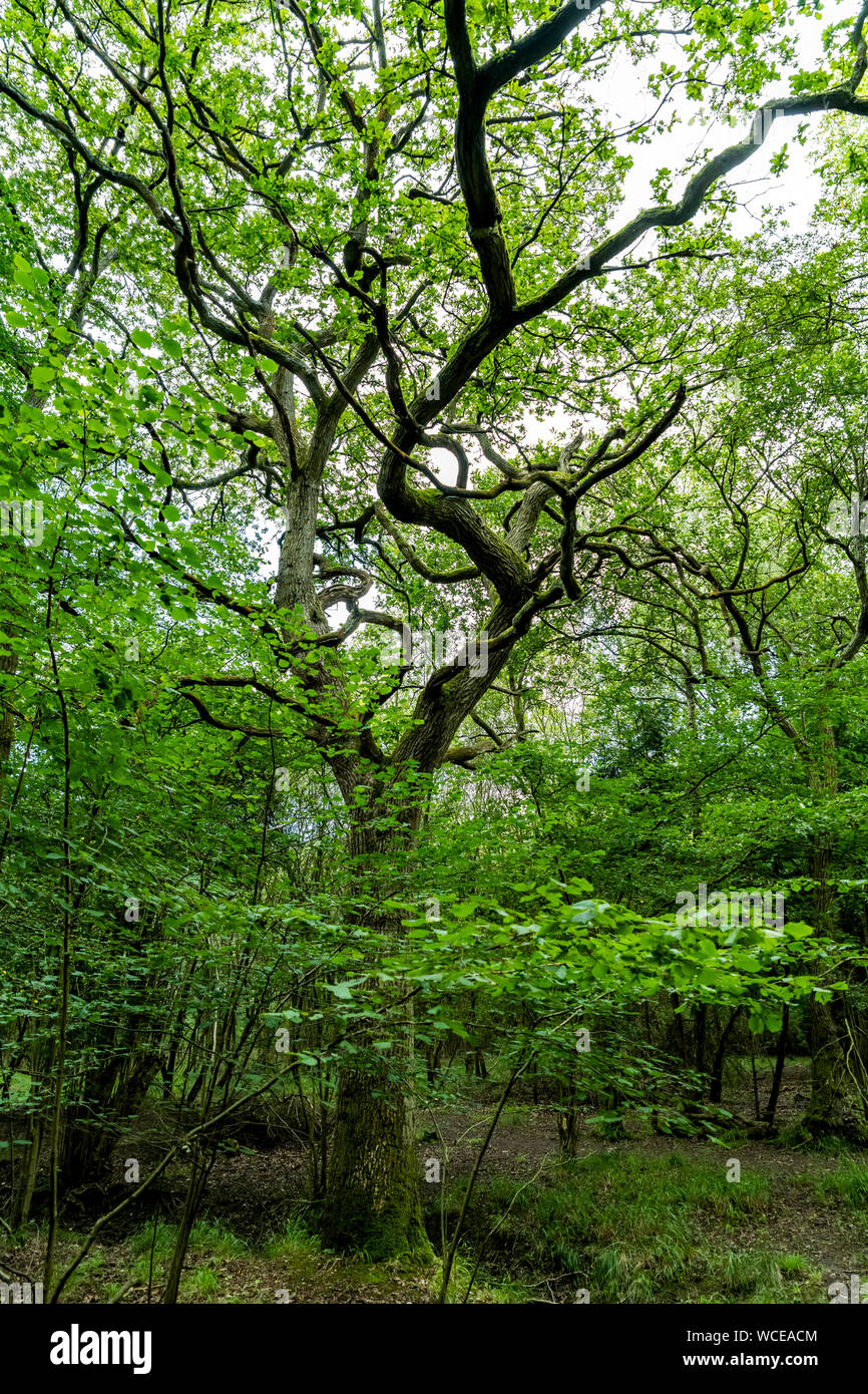 Beech tree in european forest. Native UK species and habitat. Beautiful ...