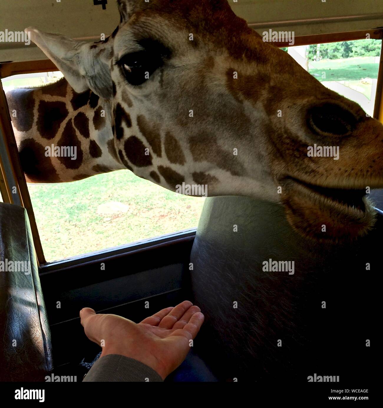 Giraffe by vehicle hi-res stock photography and images - Alamy