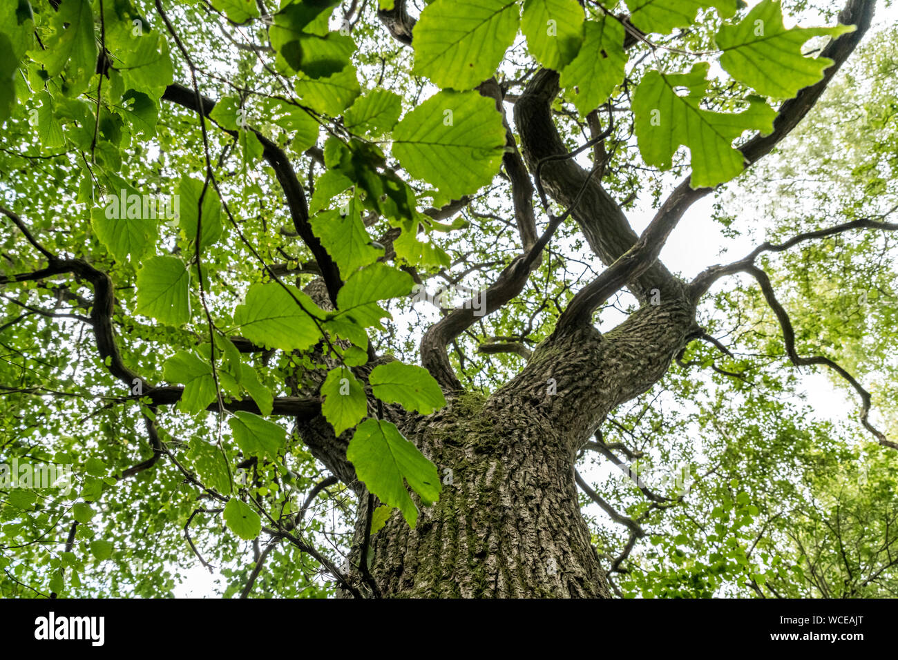 Beech tree in european forest. Native UK species and habitat. Beautiful ...