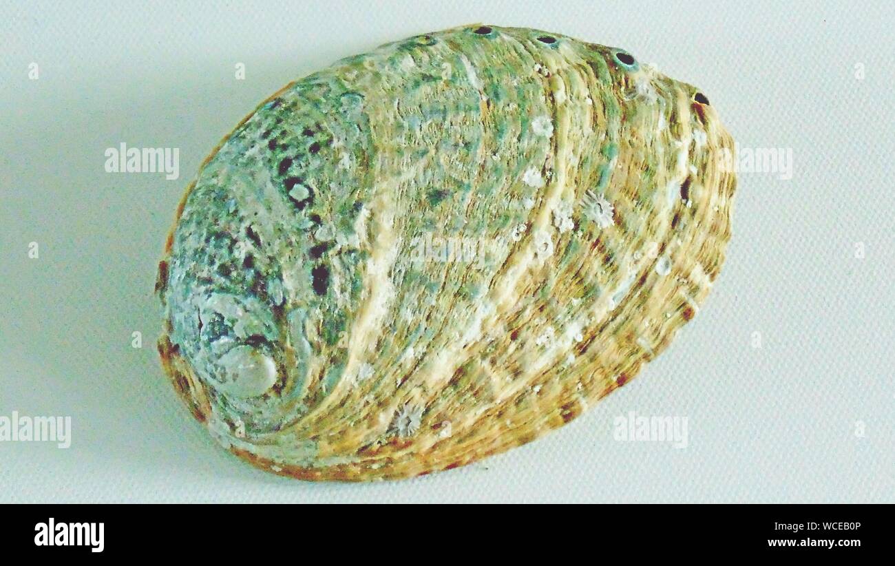 Abalone shell hi-res stock photography and images - Alamy