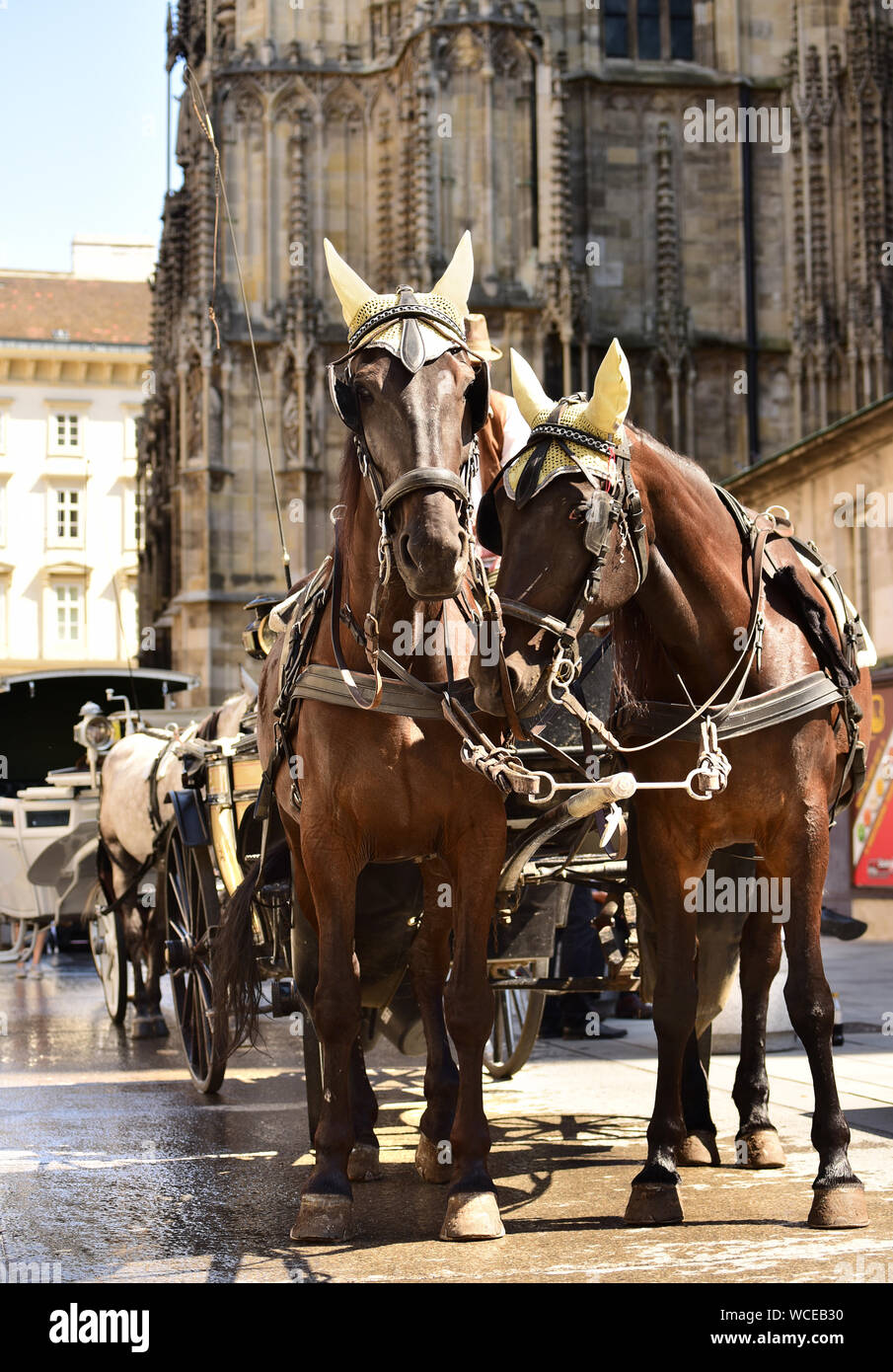 Fiacre carriage vienna austria hi-res stock photography and images - Alamy