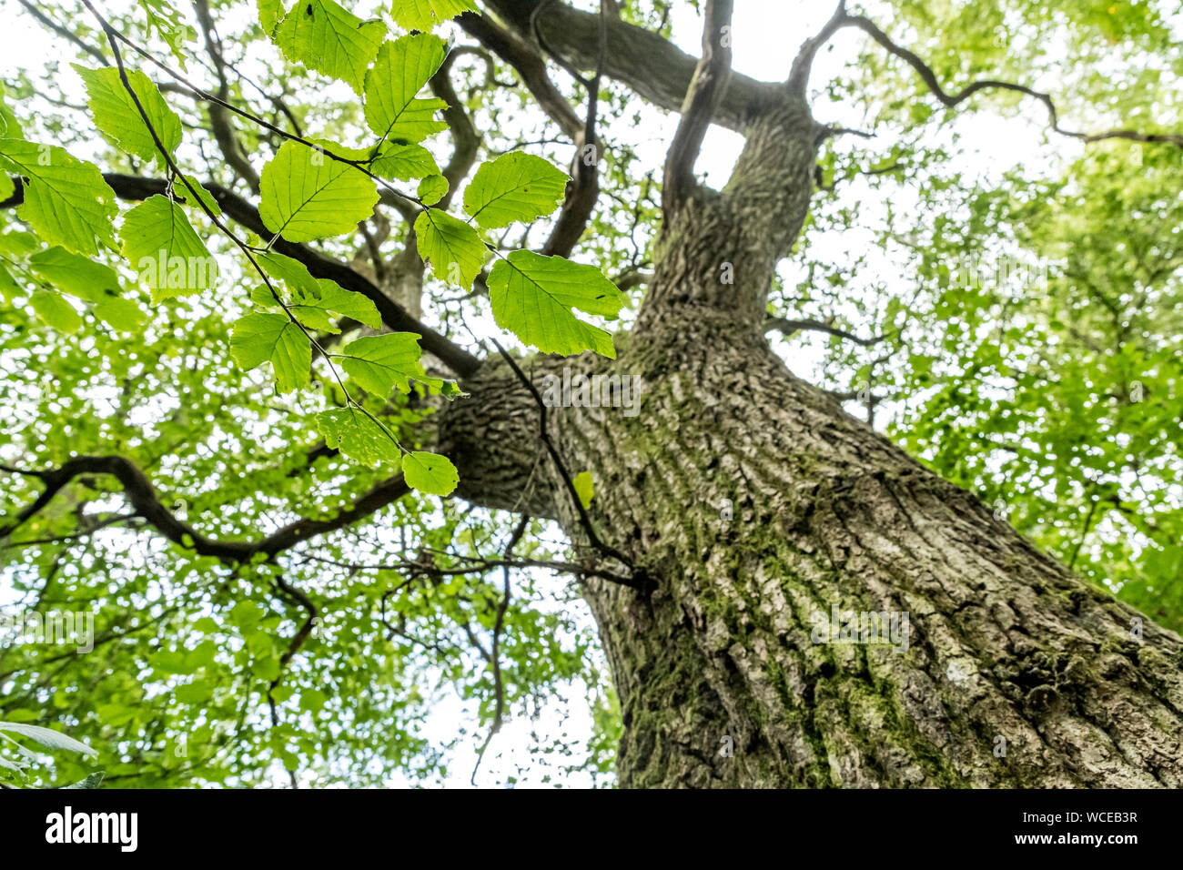 Beech tree in european forest. Native UK species and habitat. Beautiful ...