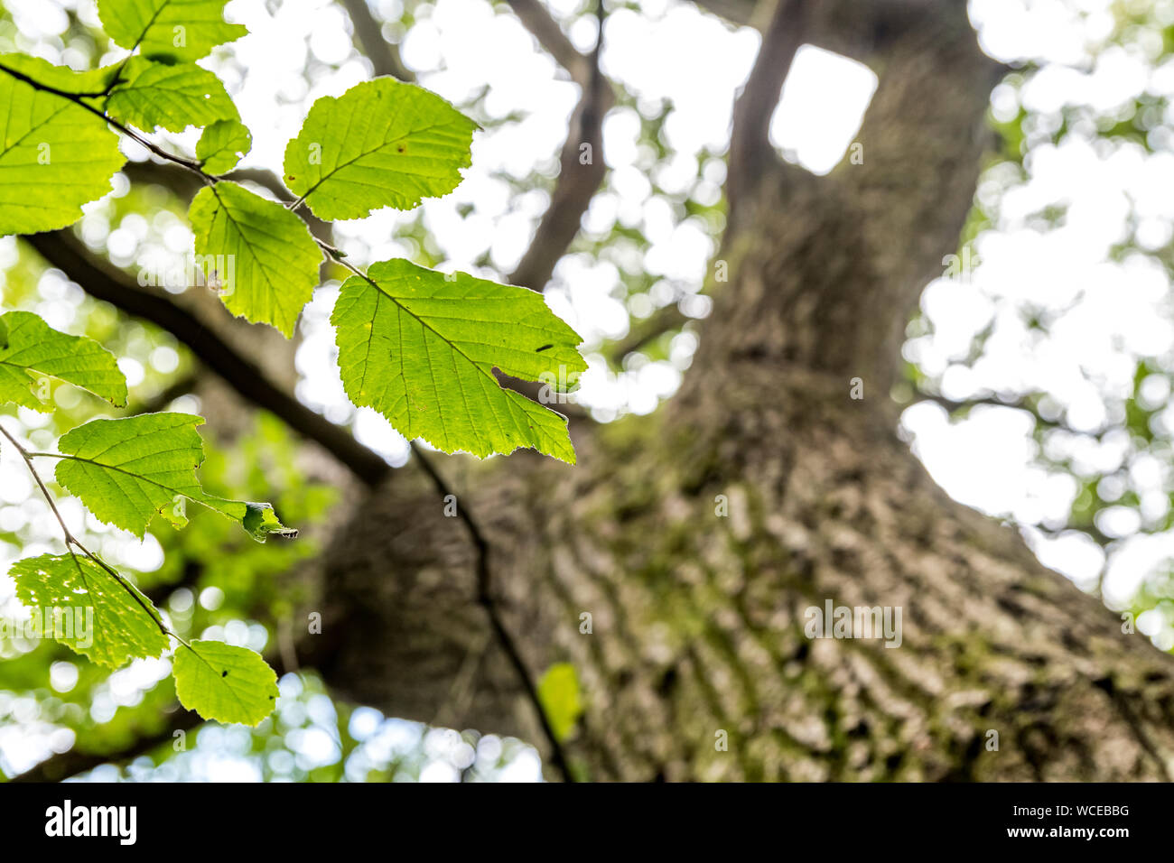 Beech tree in european forest. Native UK species and habitat. Beautiful ...