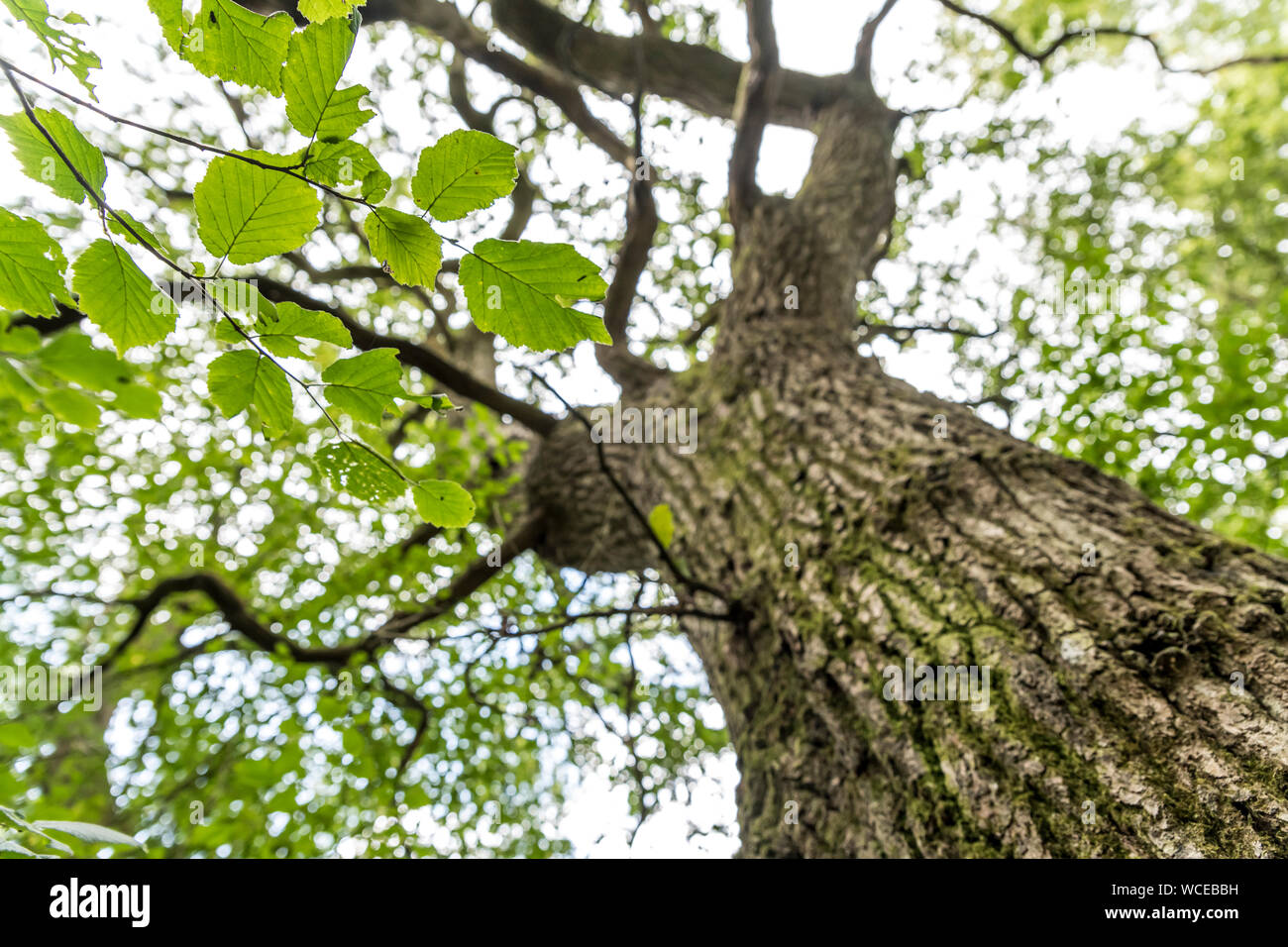 Beech tree in european forest. Native UK species and habitat. Beautiful ...