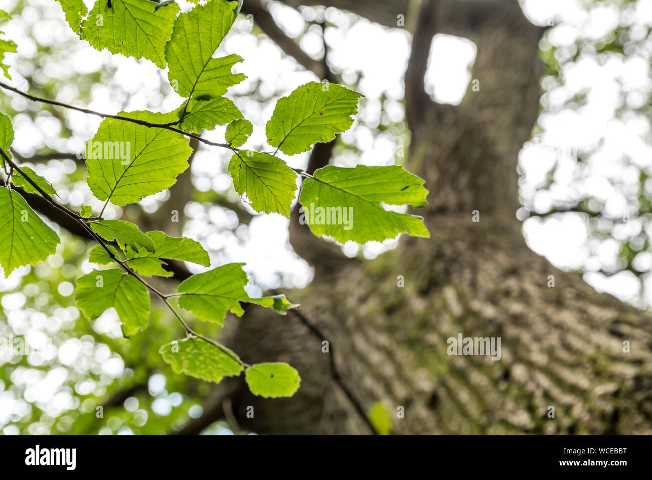Beech tree in european forest. Native UK species and habitat. Beautiful ...