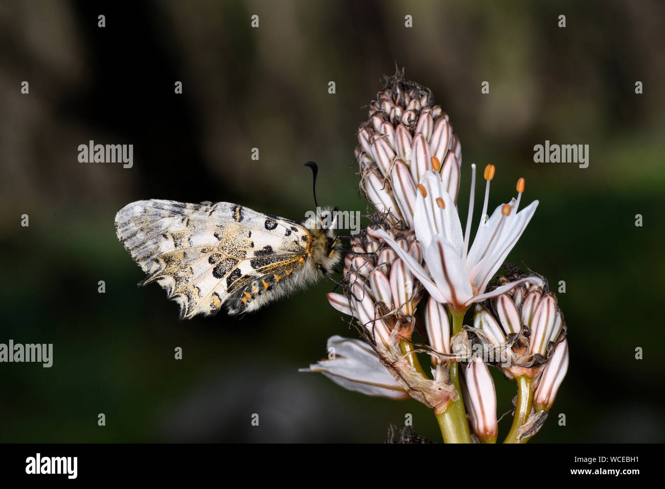 Allancatria hi-res stock photography and images - Alamy