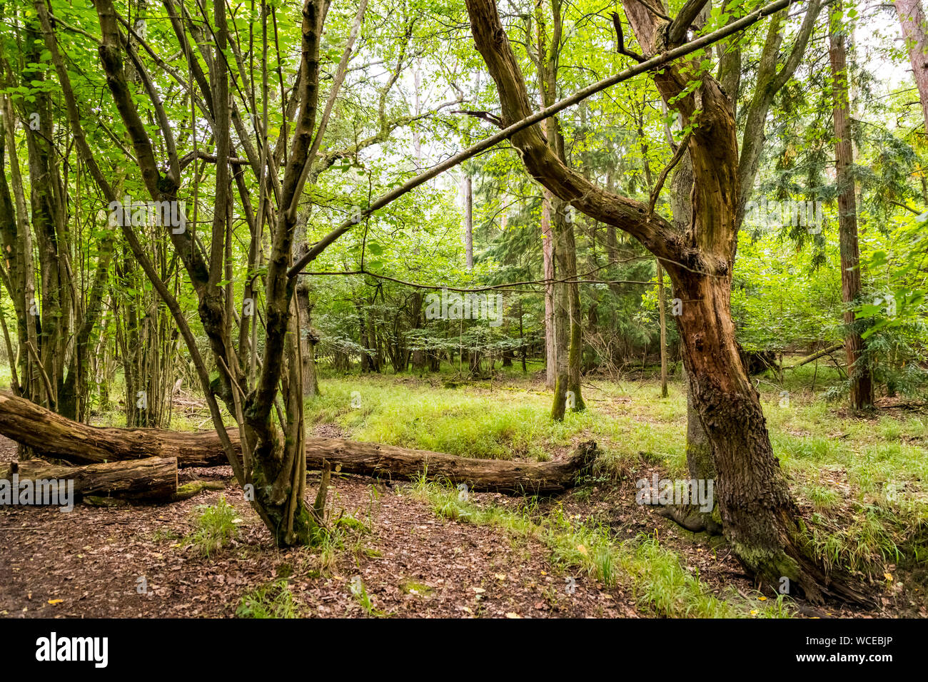 Beautiful natural woodland environment. Conservation project to dig and ...