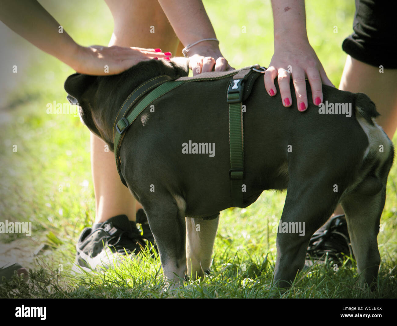 Squat dog hi-res stock photography and images - Alamy