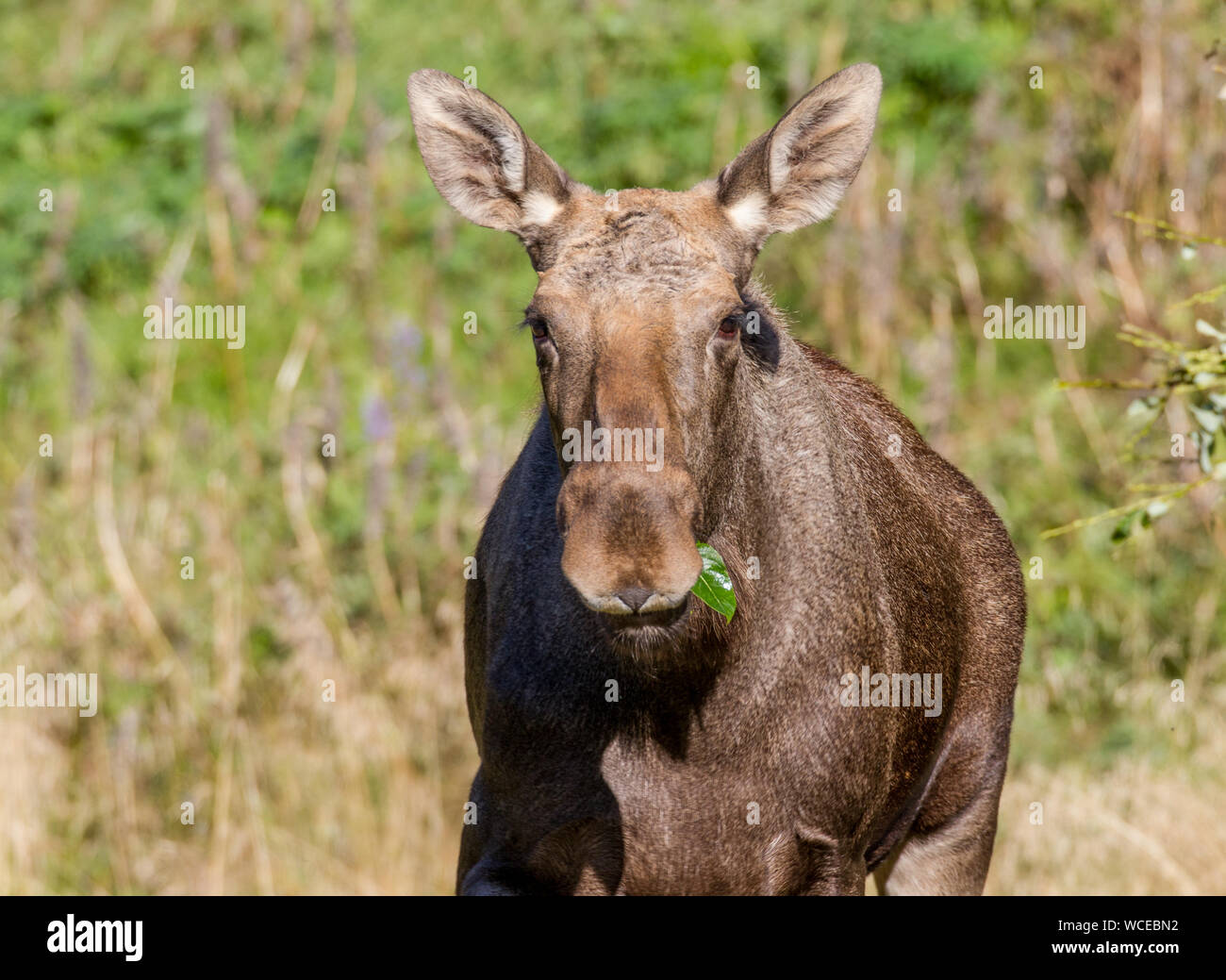 Moose Portrait High Resolution Stock Photography and Images - Alamy