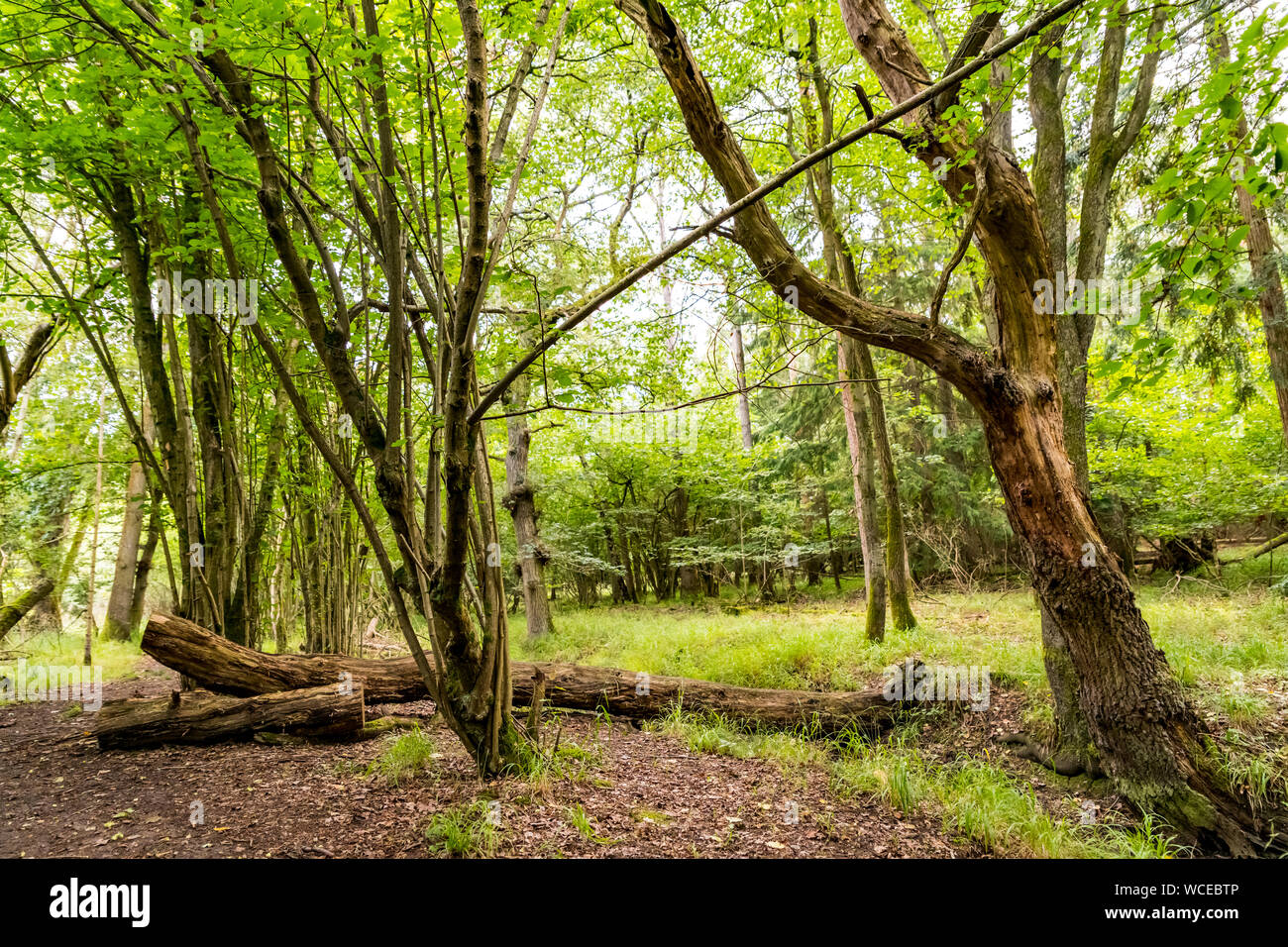 Beautiful natural woodland environment. The Cotswolds, Oxfordshire, UK ...