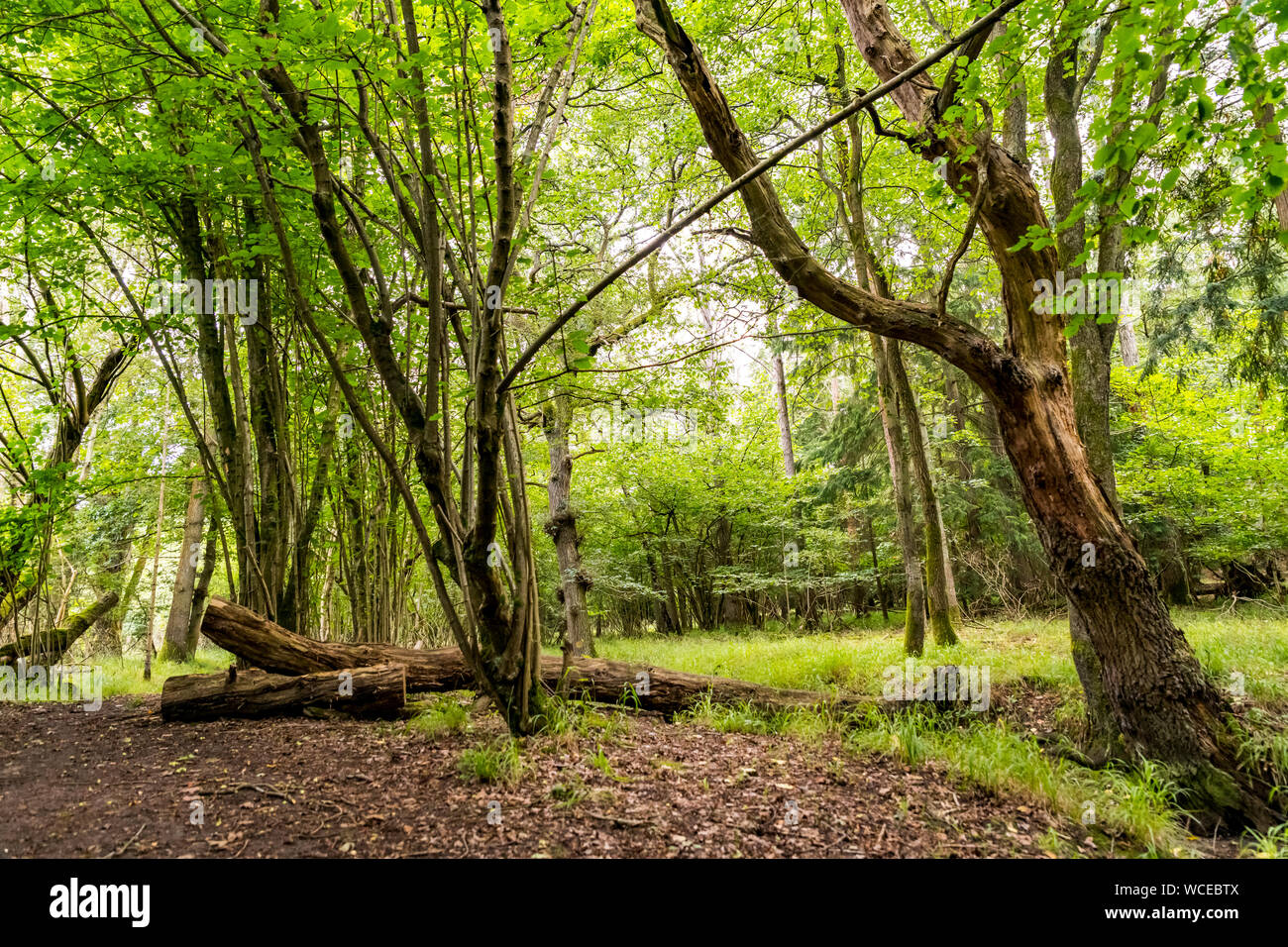 Beautiful natural woodland environment. The Cotswolds, Oxfordshire, UK ...