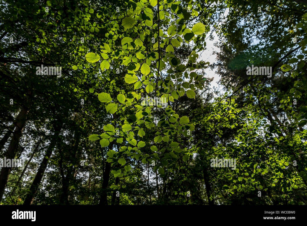 Beautiful natural woodland environment. Beech tree green leaves, sunlit ...