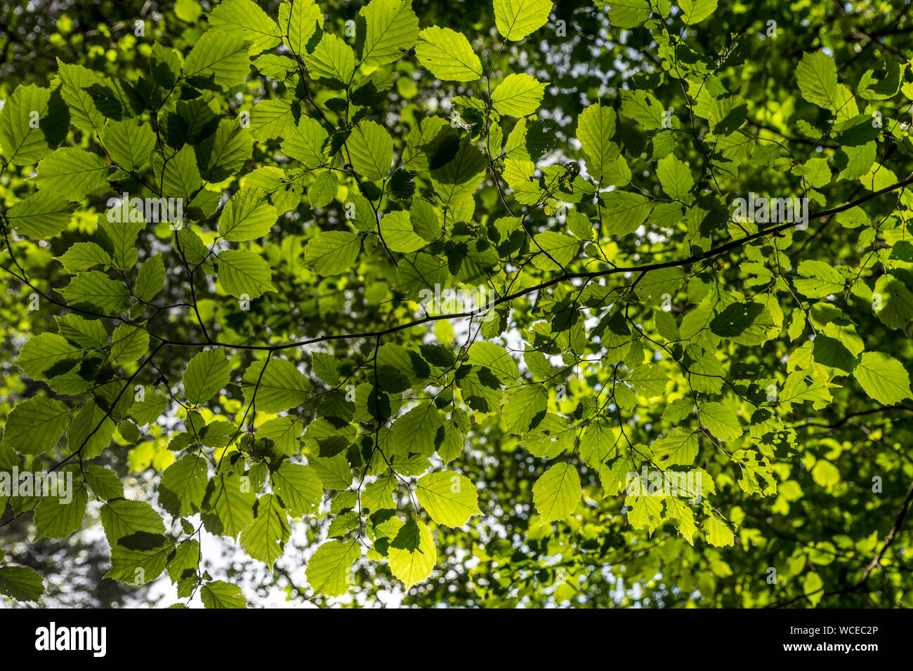 Beautiful natural woodland environment. Beech tree green leaves, sunlit ...