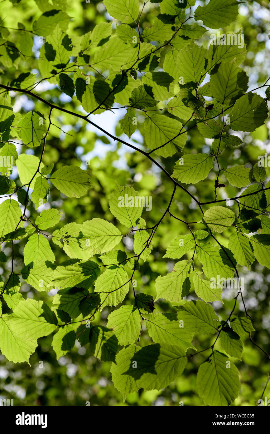 Beautiful natural woodland environment. Beech tree green leaves, sunlit ...
