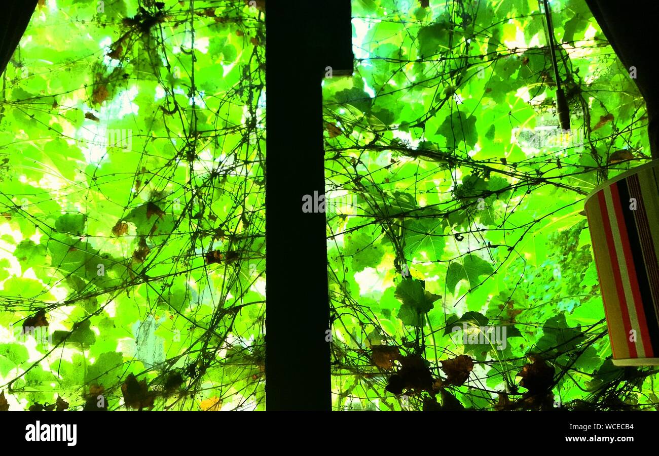 Creeper on wire hi-res stock photography and images - Alamy