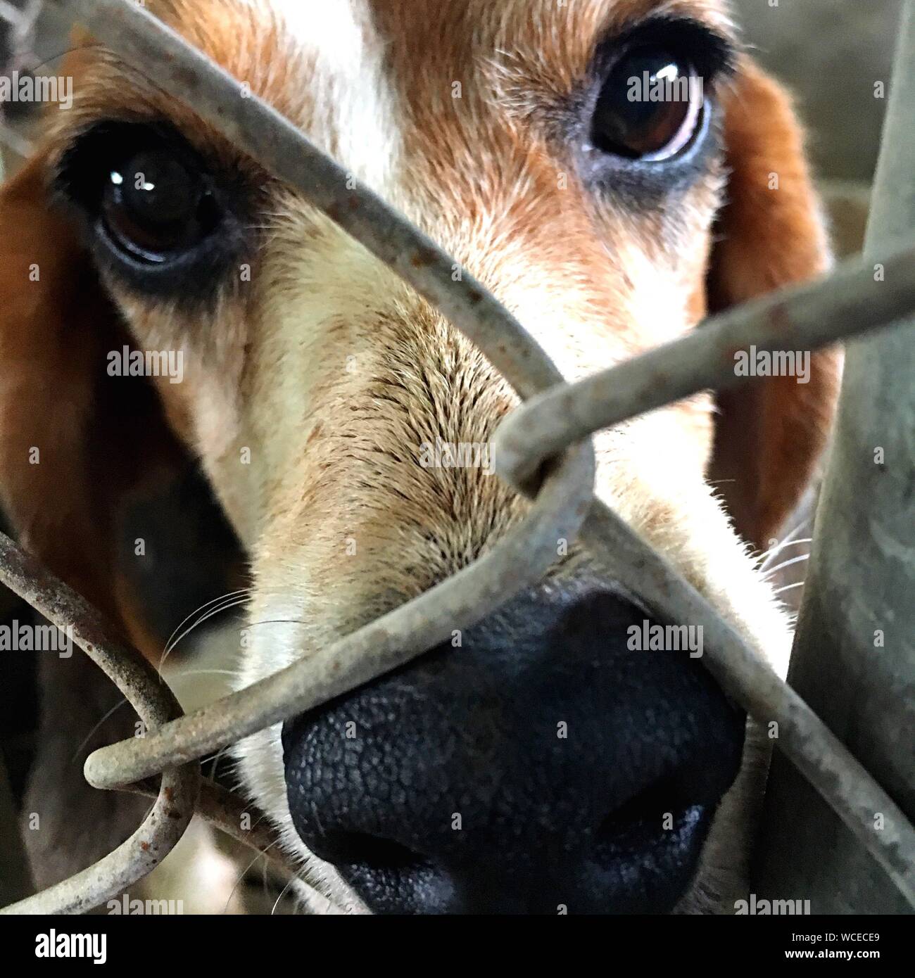 Dog looking through fence hi-res stock photography and images - Alamy