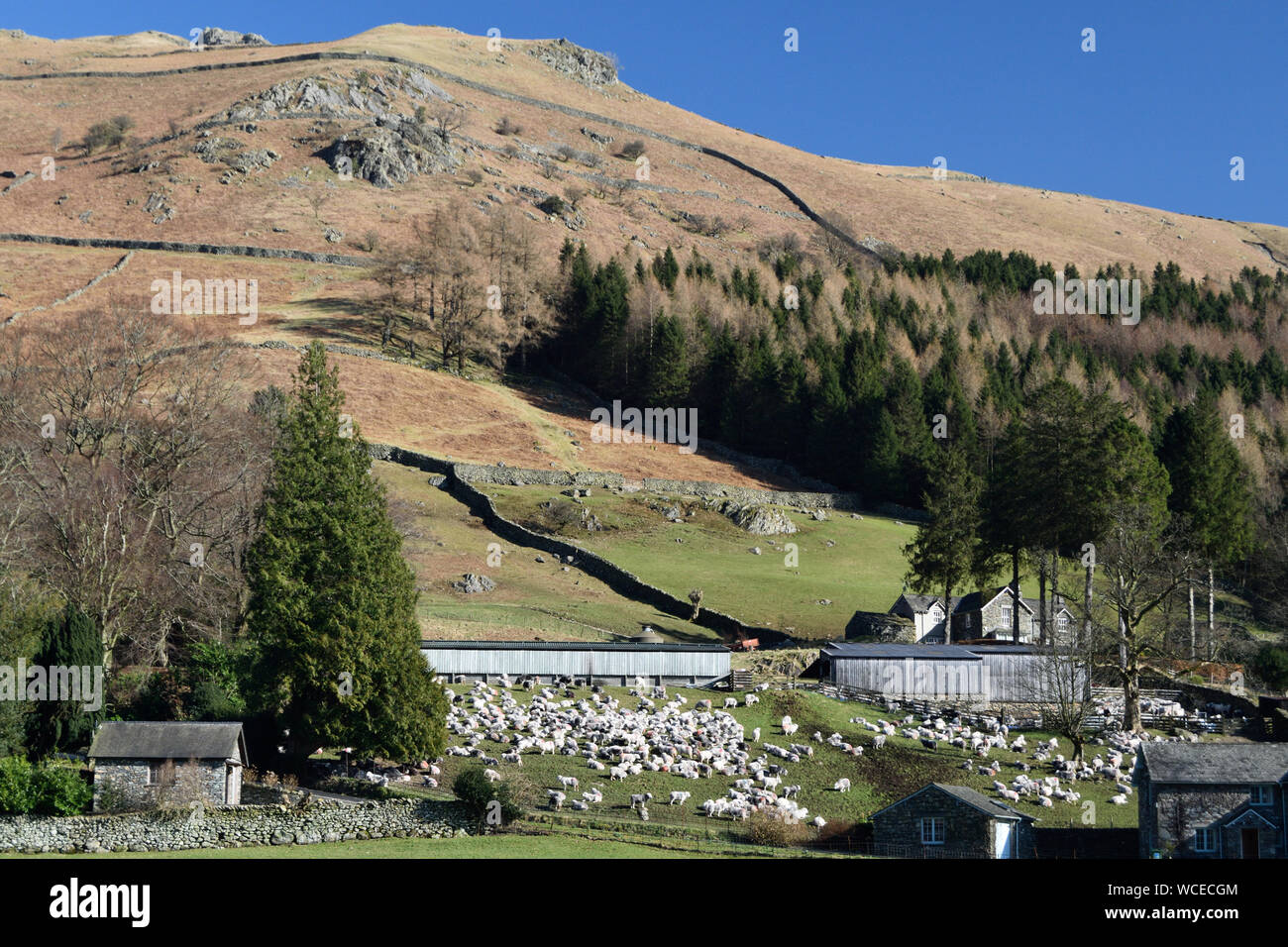 Lake District sheep farm, Grasmere, the Lake District, Cumbria, UK ...