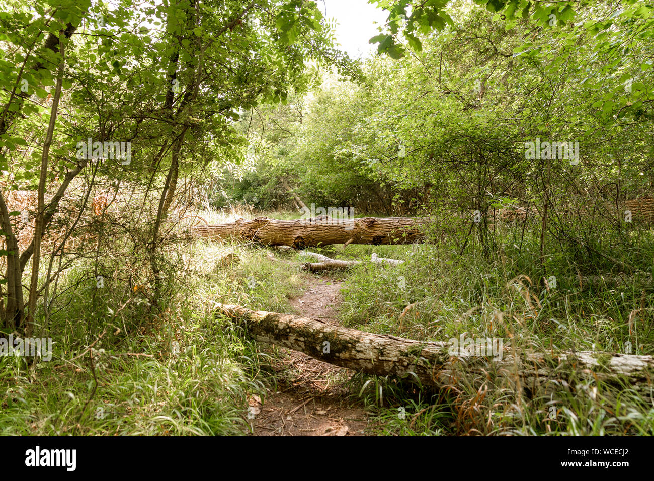 Fallen trees blocking public foot path through forest. Natural habitat ...