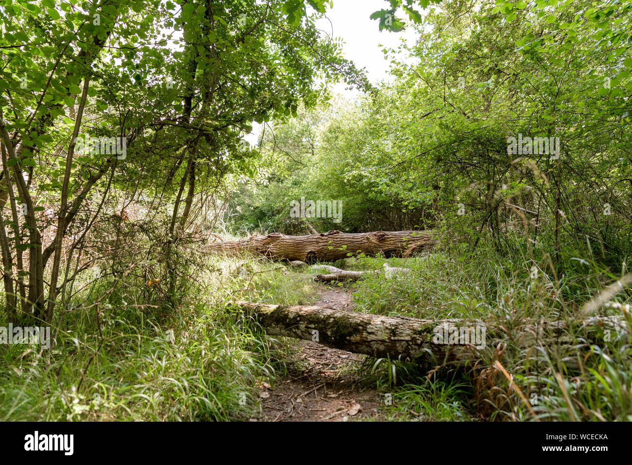 Fallen trees blocking public foot path through forest. Natural habitat ...