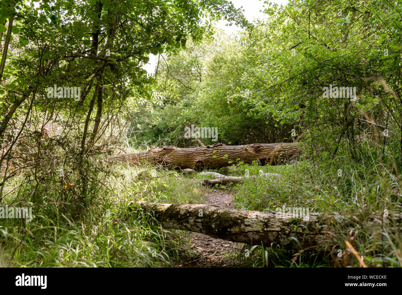 Fallen trees blocking public foot path through forest. Natural habitat ...