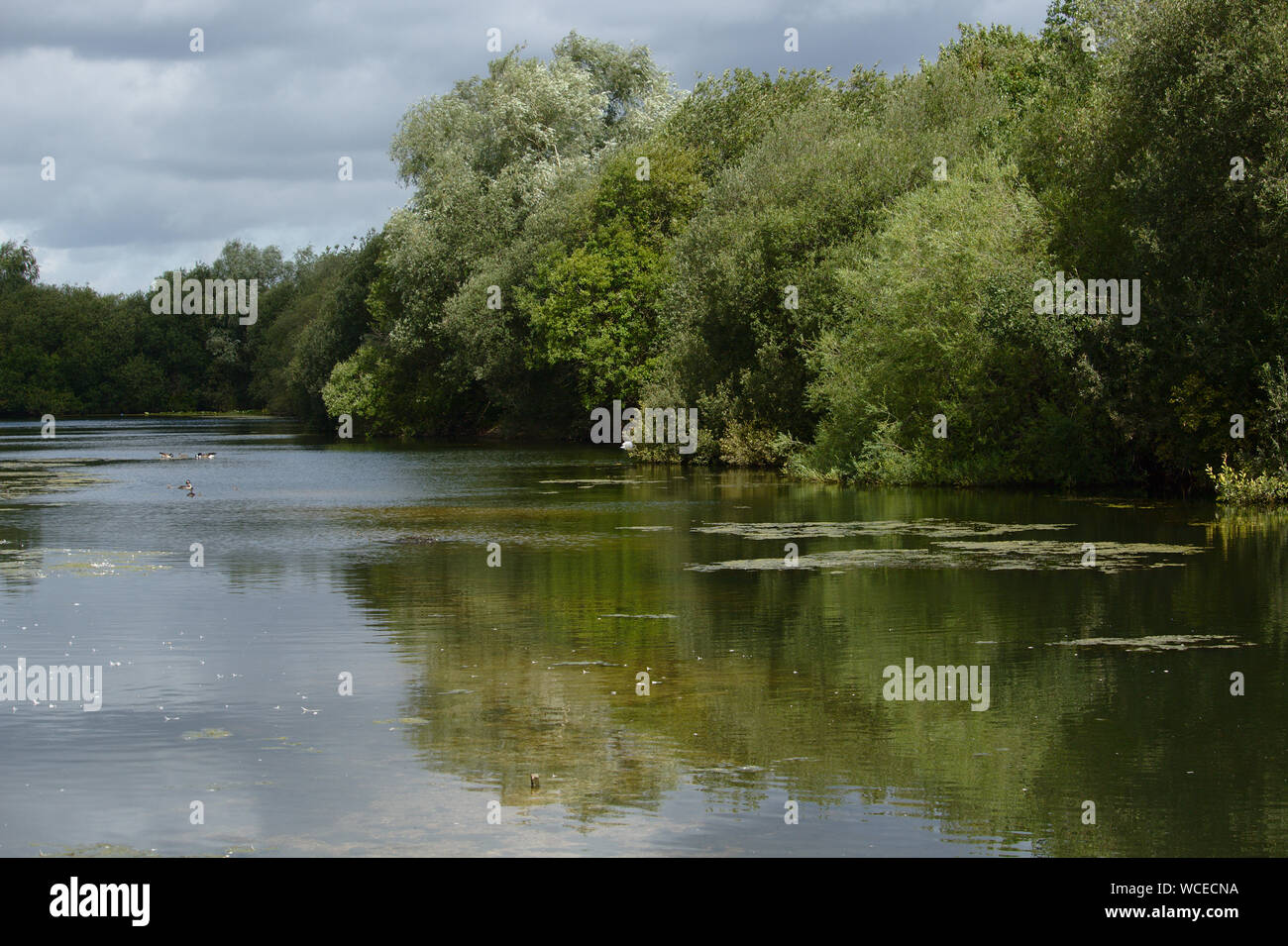 Lake with trees Stock Photo - Alamy