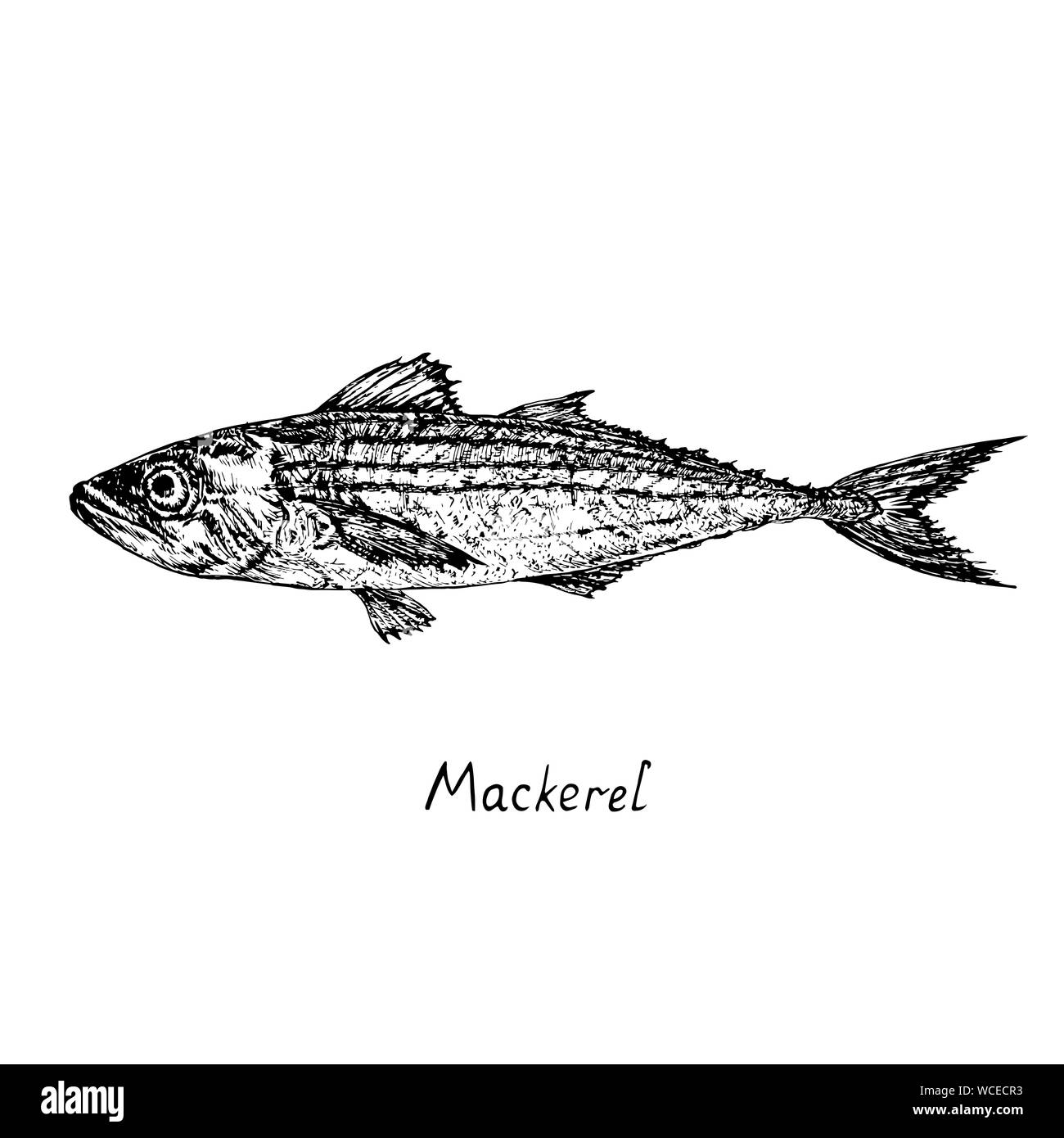 Mackerel with inscription, hand drawn doodle sketch, isolated outline ...