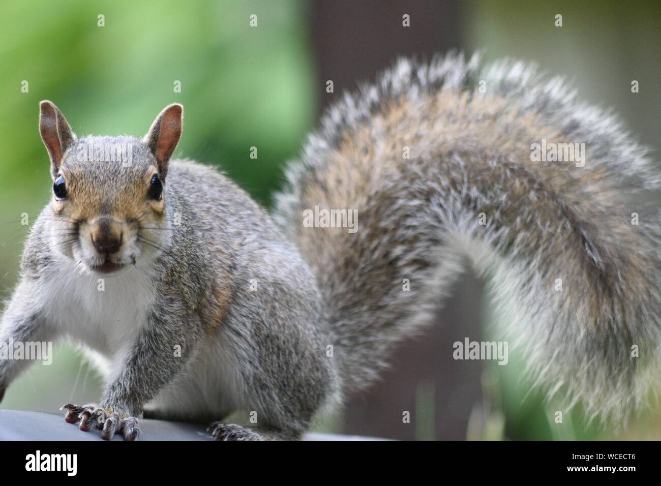 Angry grey squirrel hi-res stock photography and images - Alamy