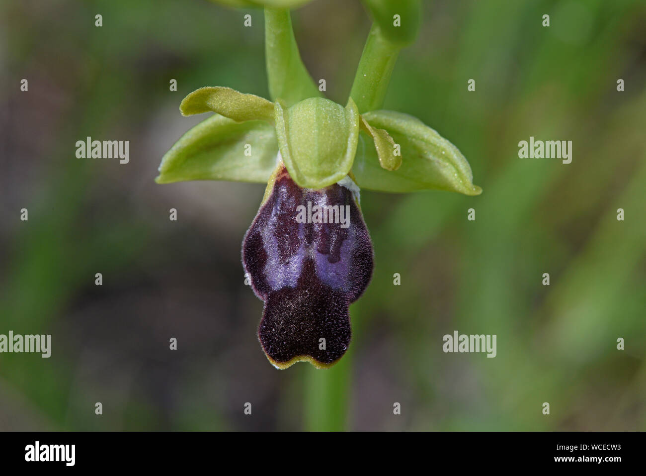 Attaviria hi-res stock photography and images - Alamy