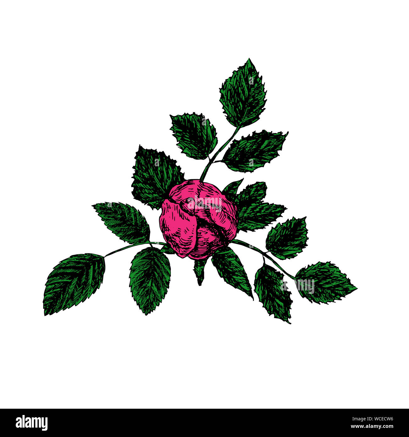 Pink rose flower bud, leaves and blossom top view, hand drawn doodle ...