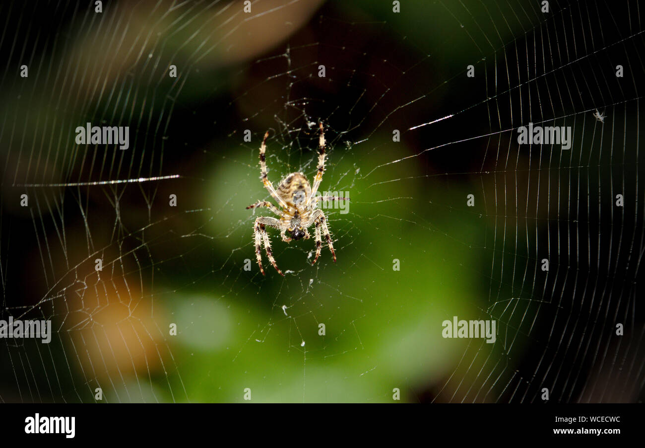 Spider in web Stock Photo - Alamy