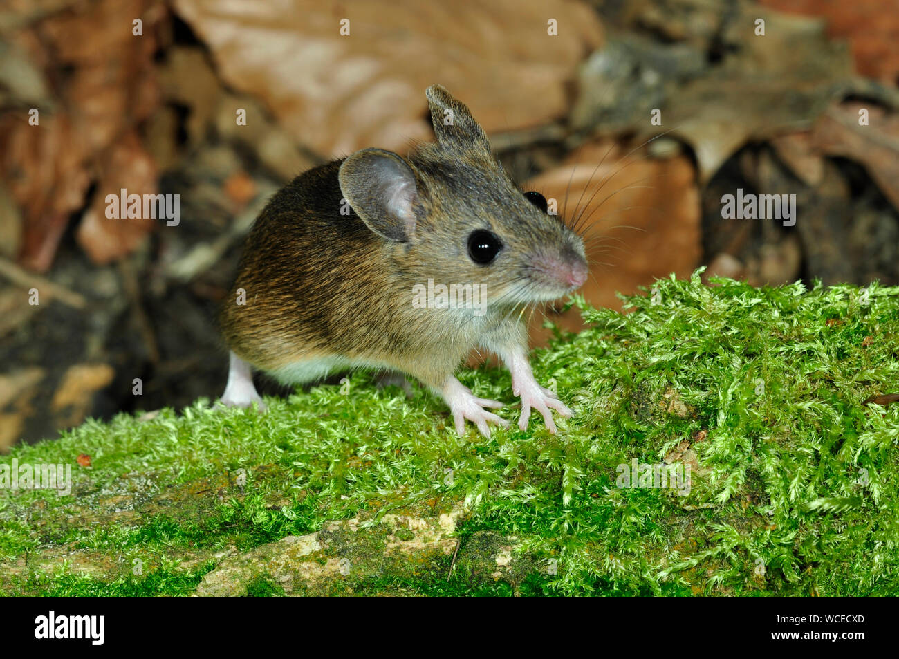 wood mouse apodemus sylvaticus Stock Photo - Alamy